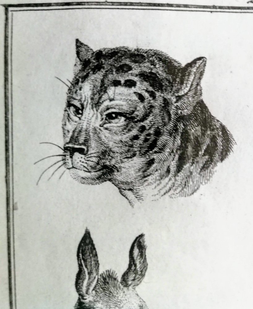 Schellenberg, Animal Images, 18th Century, Print, Framed for sale at Pamono