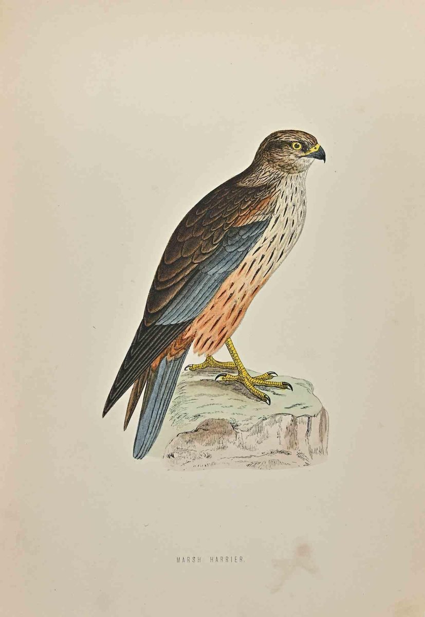 Xilografia di Alexander Francis Lydon, Falco di palude, 1870 in vendita ...