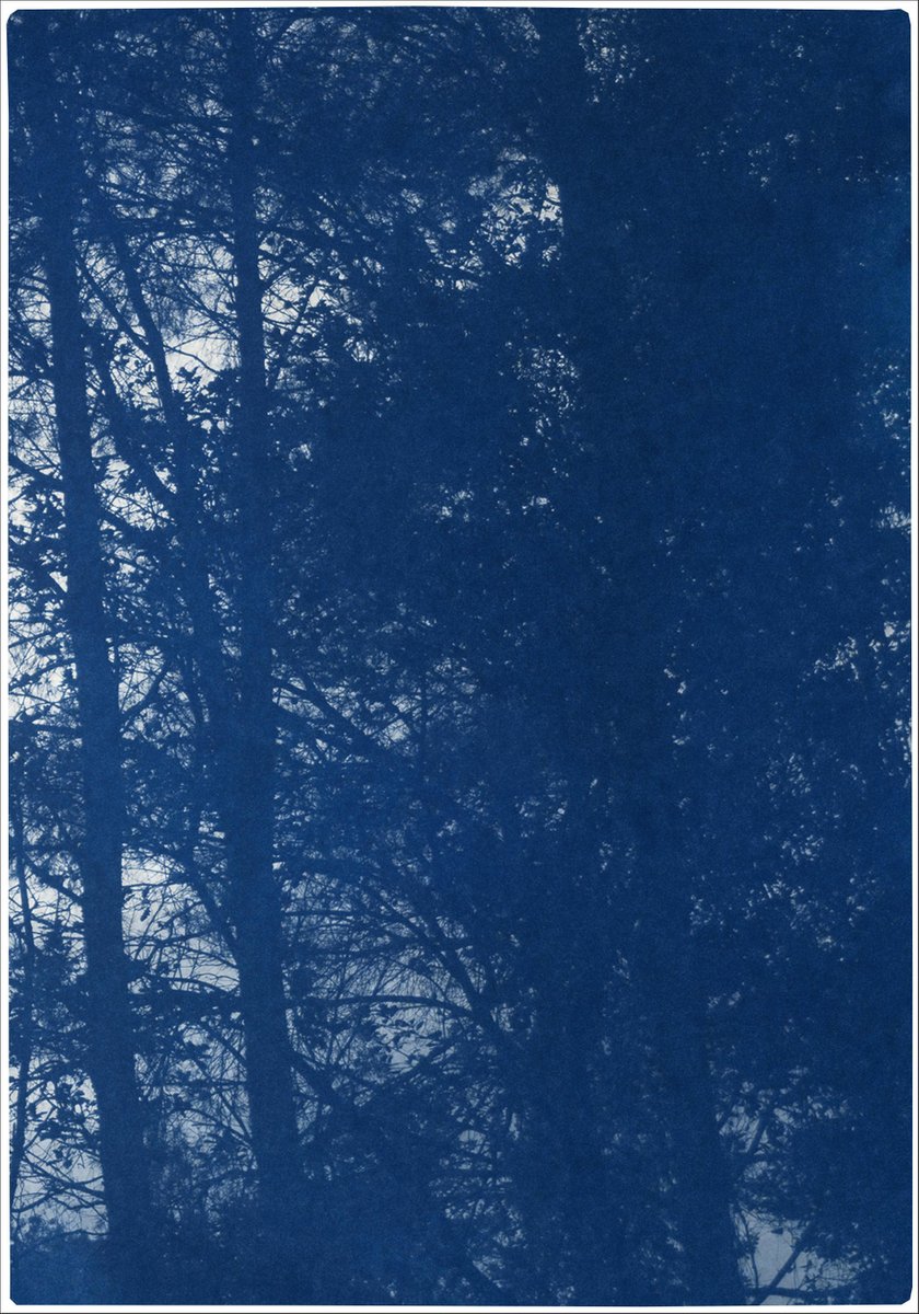 Kind of Cyan, Forest Silhouette Sunset, 2021-2022, Cyanotype sur Papier ...