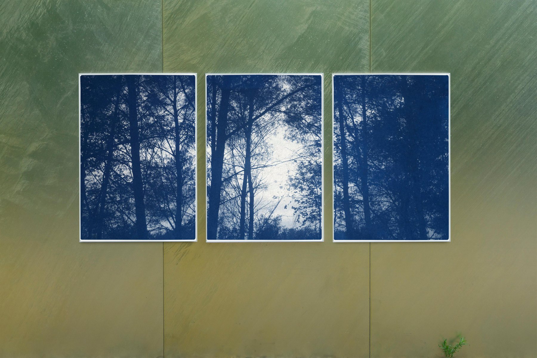 Kind of Cyan, Forest Silhouette Sunset, 2021-2022, Cyanotype sur Papier ...