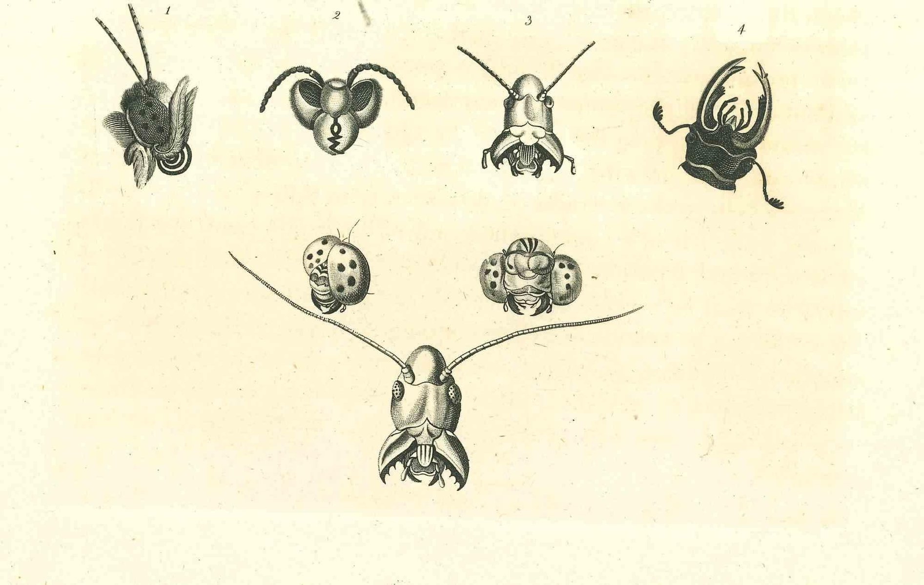 Thomas Holloway, The Physiognomy: The Insects, Original Etching, 1810 ...