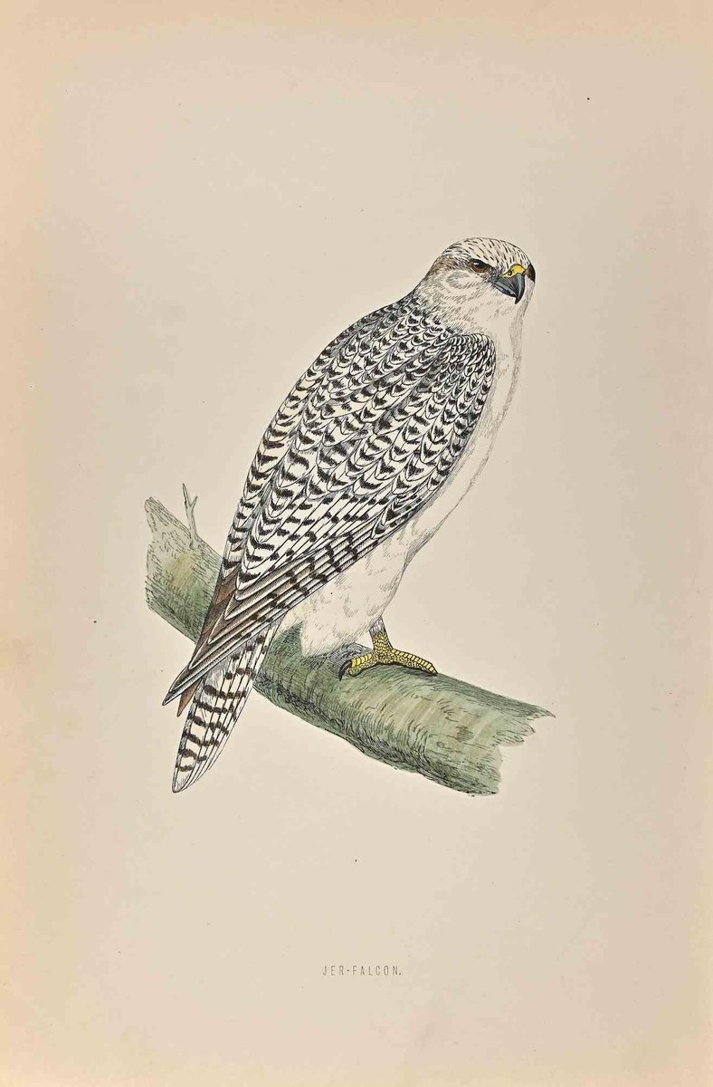 Alexander Francis Lydon, Jer-Falcon, Woodcut Print, 1870 for sale at Pamono