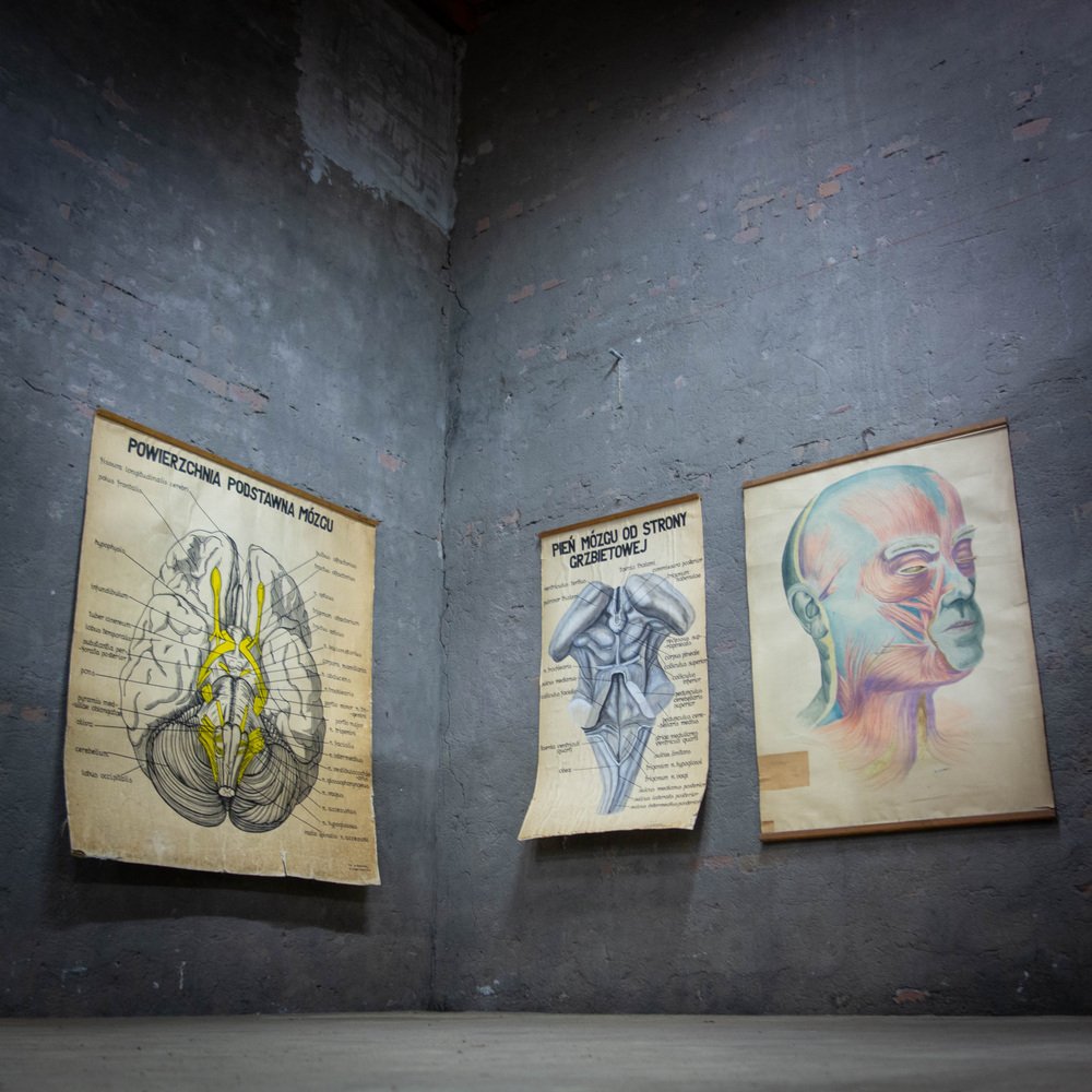 Vintage Anatomy Posters, Set of 3 for sale at Pamono