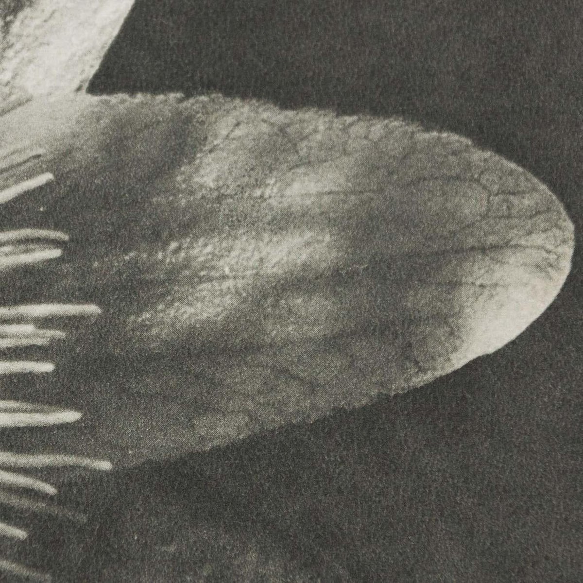 Karl Blossfeldt, Black & White Flower Photograph, 1942, Photogravure ...