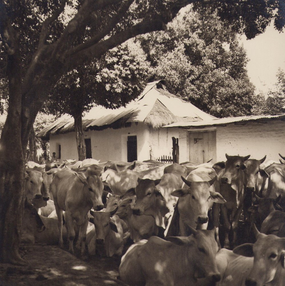Hanna Seidel, Colombian Cows, Black and White Photograph, 1960s for ...