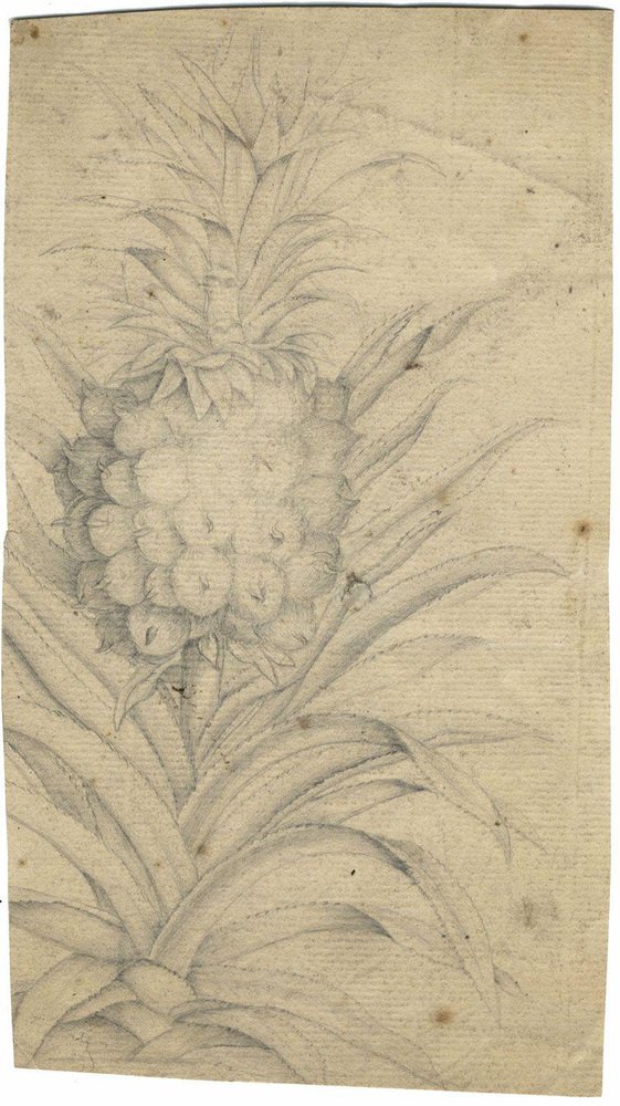 Pineapple Plant Study, 18th Century, Graphite Drawing for sale at Pamono