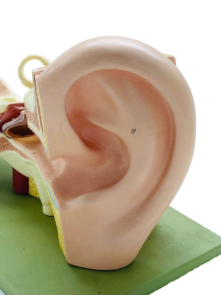 Anatomical Model of the Human Ear from Somso, 1950s for sale at Pamono