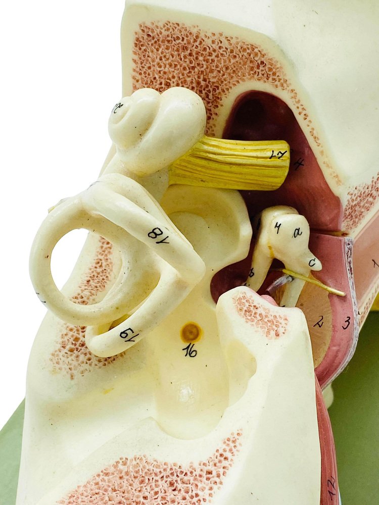 Anatomical Model of the Human Ear from Somso, 1950s for sale at Pamono
