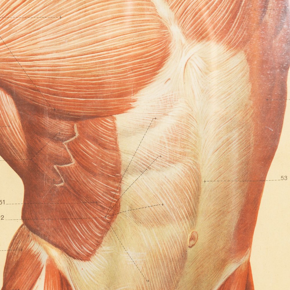 Anatomical Human Muscular Structure Charts by Tanck & Wagelin, 1950 ...