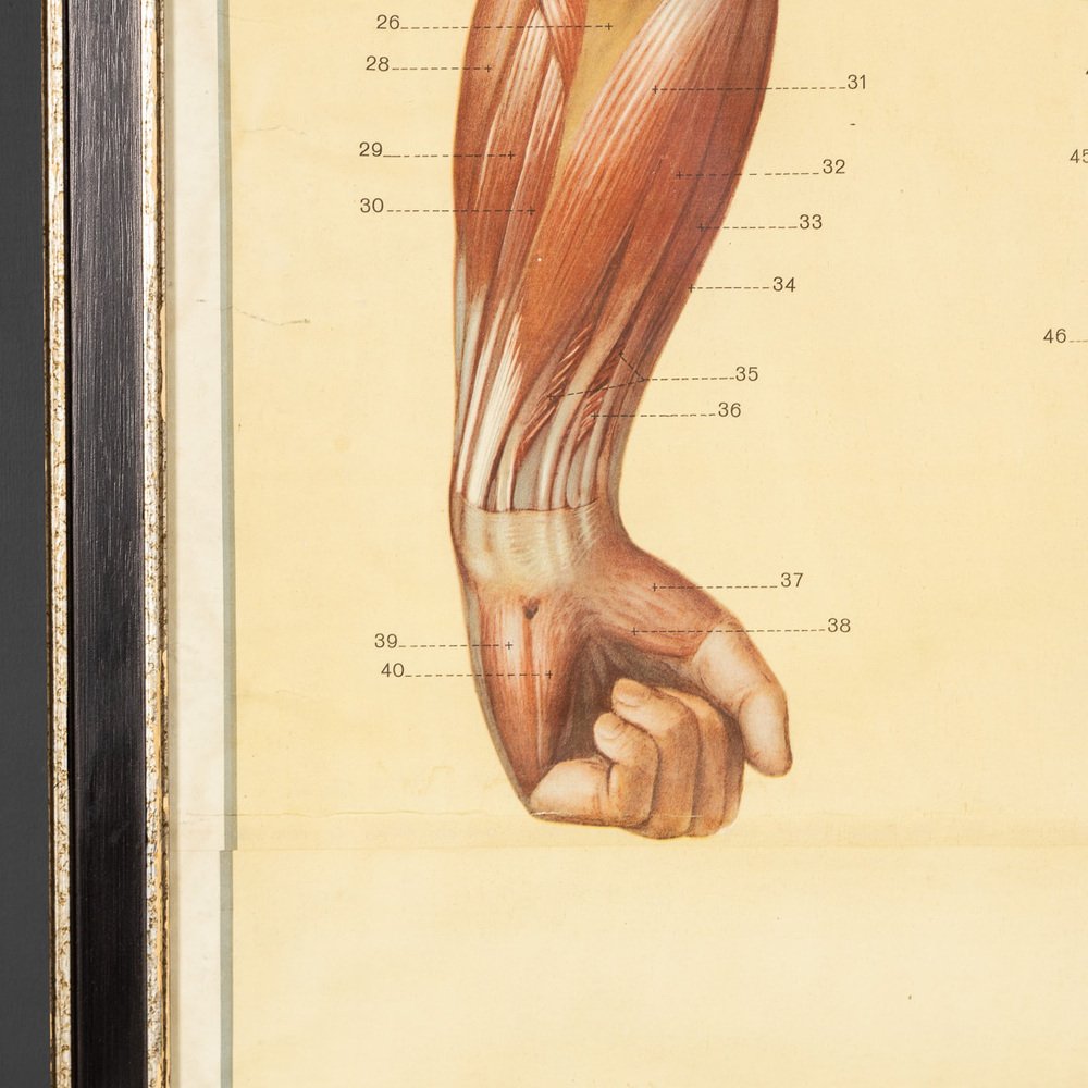 Anatomical Human Muscular Structure Charts by Tanck & Wagelin, 1950 ...