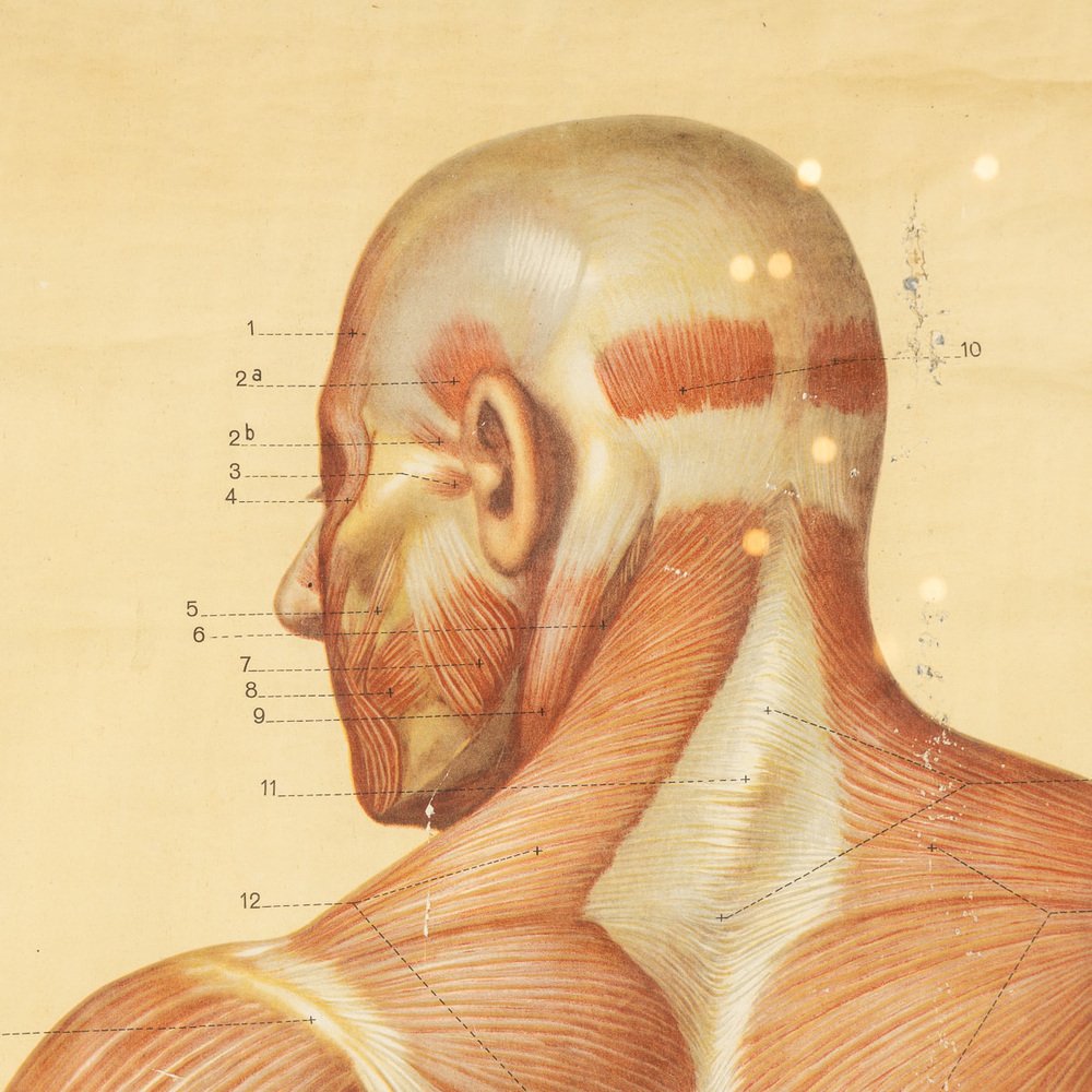 Anatomical Human Muscular Structure Charts by Tanck & Wagelin, 1950 ...