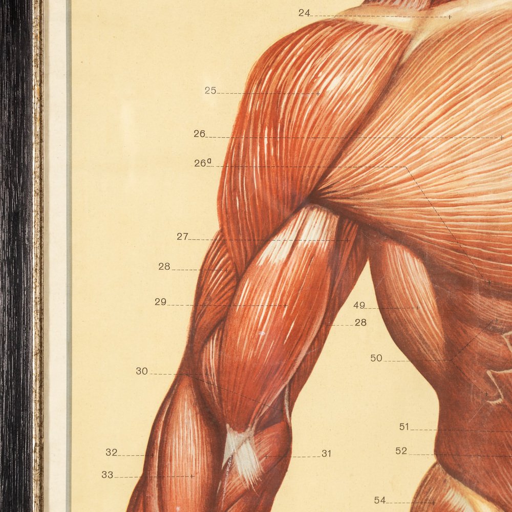 Anatomical Human Muscular Structure Charts by Tanck & Wagelin, 1950 ...