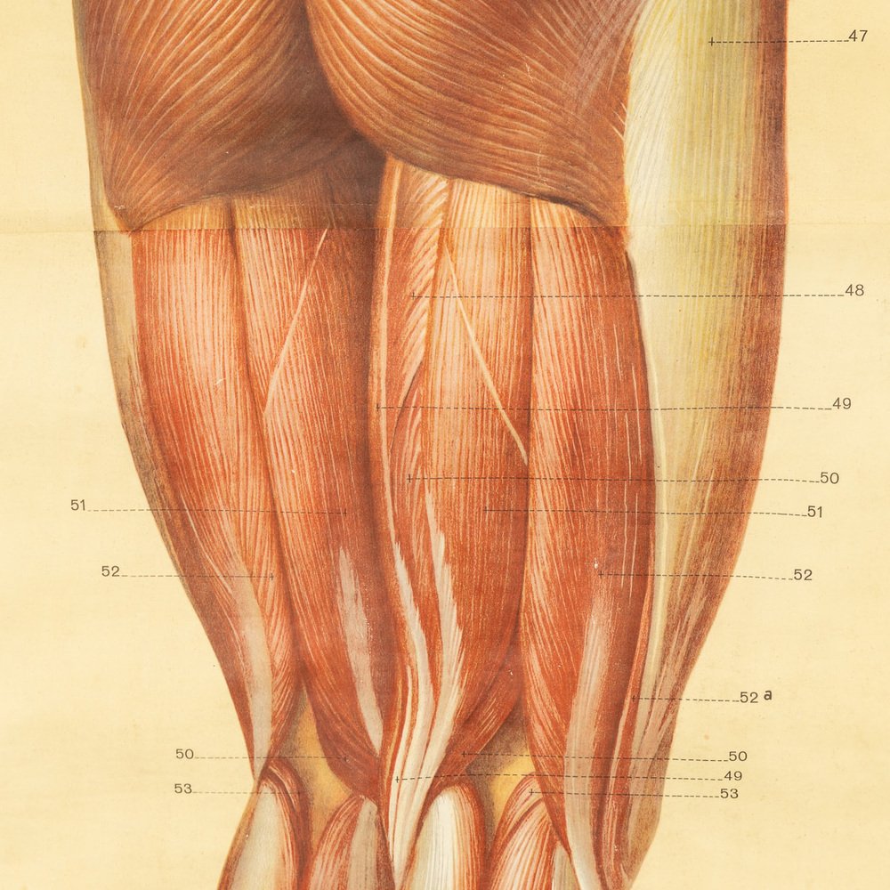 Anatomical Human Muscular Structure Charts by Tanck & Wagelin, 1950 ...