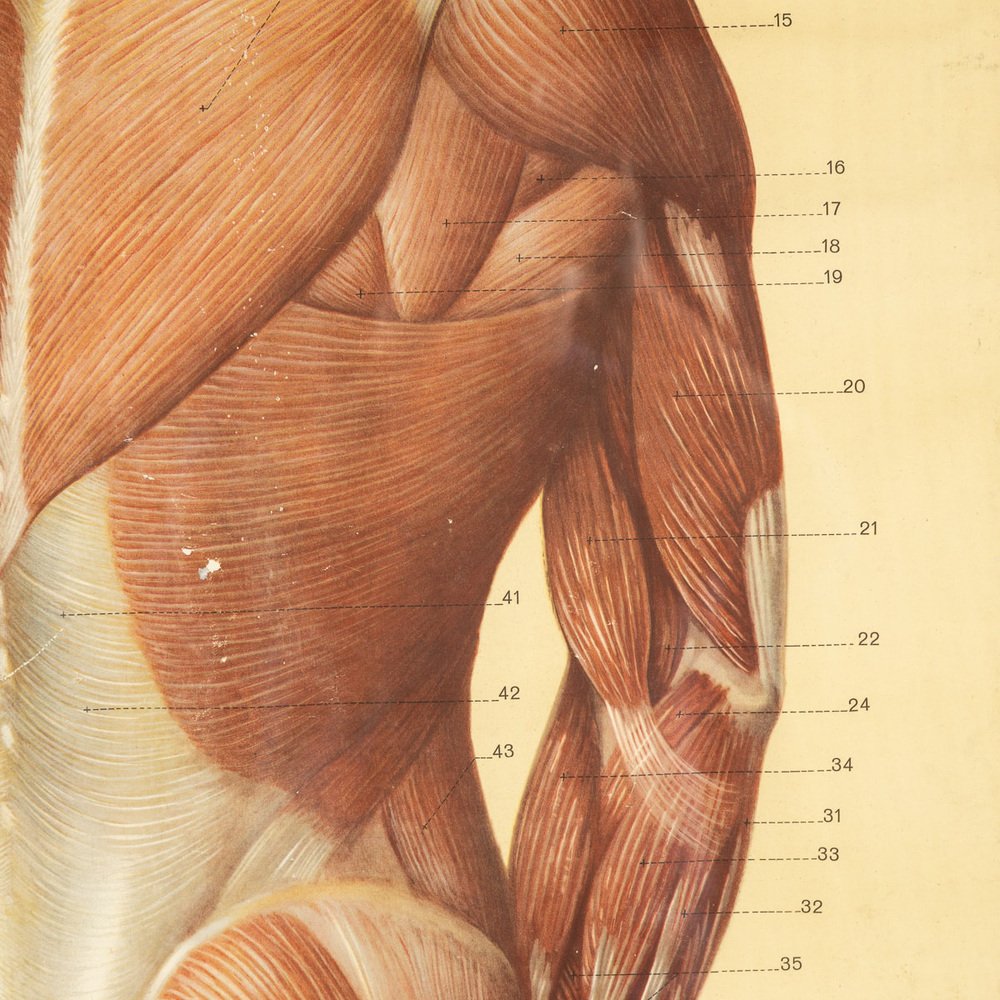 Anatomical Human Muscular Structure Charts by Tanck & Wagelin, 1950 ...