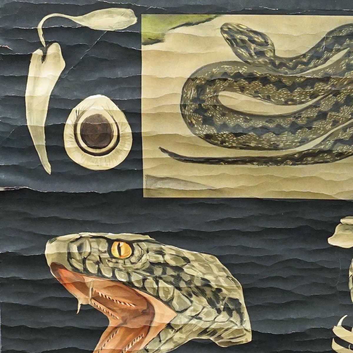 Snake Serpent Wall Chart from Jung Koch Quentell, 1960s for sale at Pamono