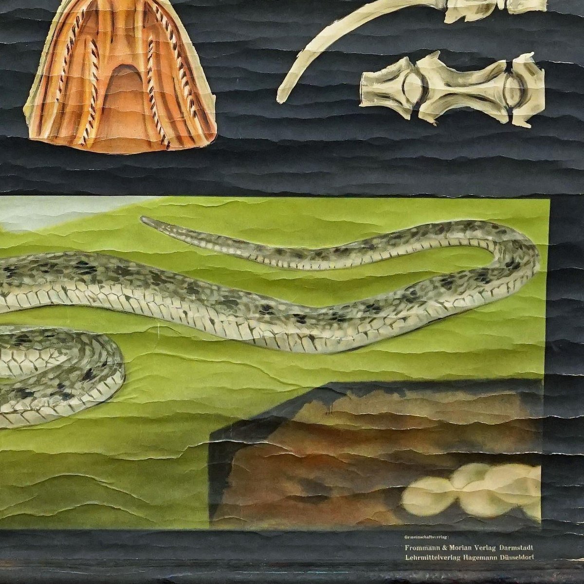 Snake Serpent Wall Chart from Jung Koch Quentell, 1960s for sale at Pamono