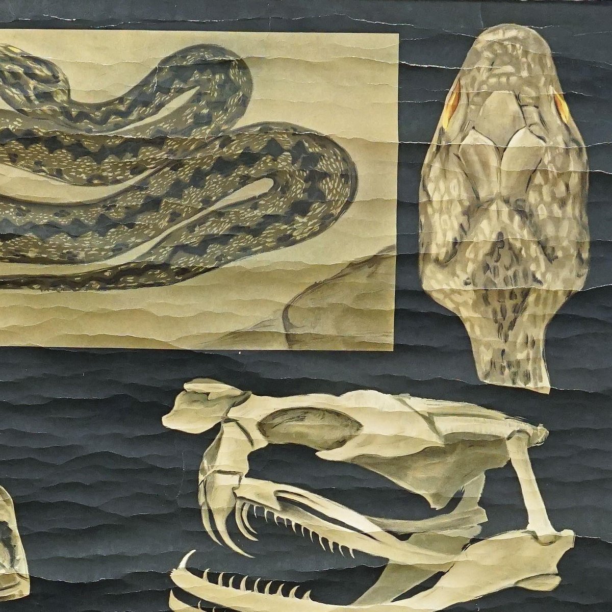 Snake Serpent Wall Chart from Jung Koch Quentell, 1960s for sale at Pamono