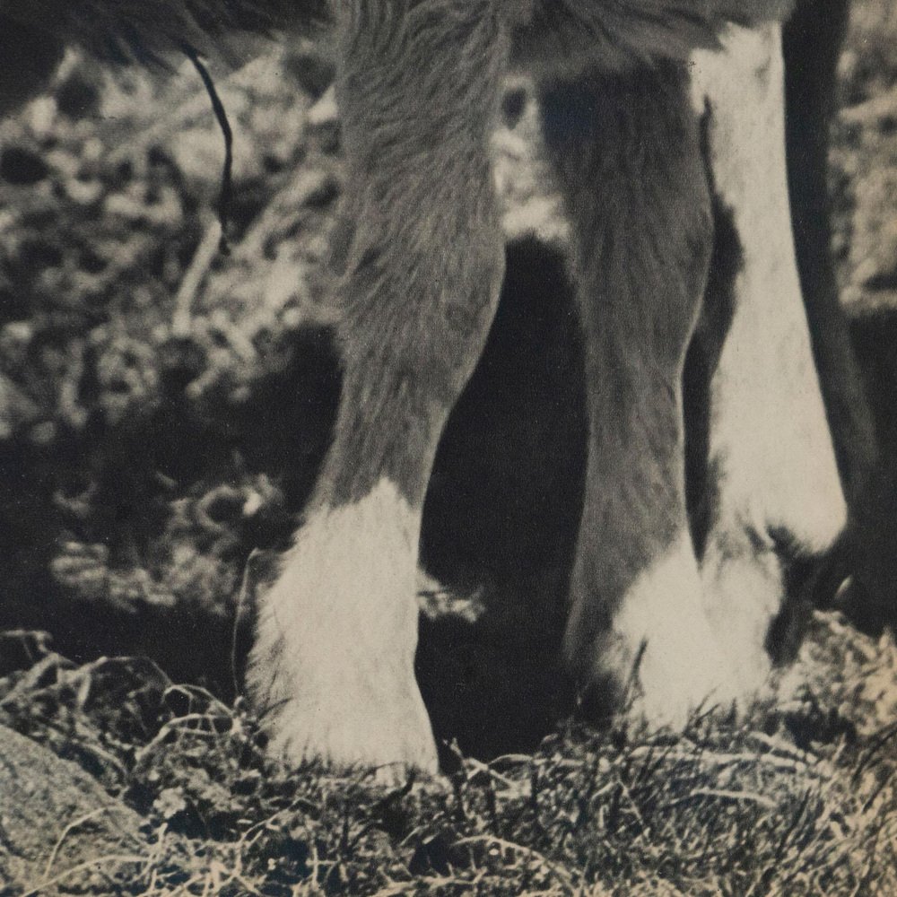 Bruno Stefani, Baby Animal, 1940, Photogravure for sale at Pamono