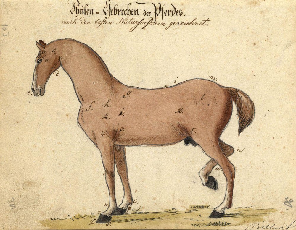 Leopold Billek, Ailments of Horses, 1820, Original Watercolour Painting ...