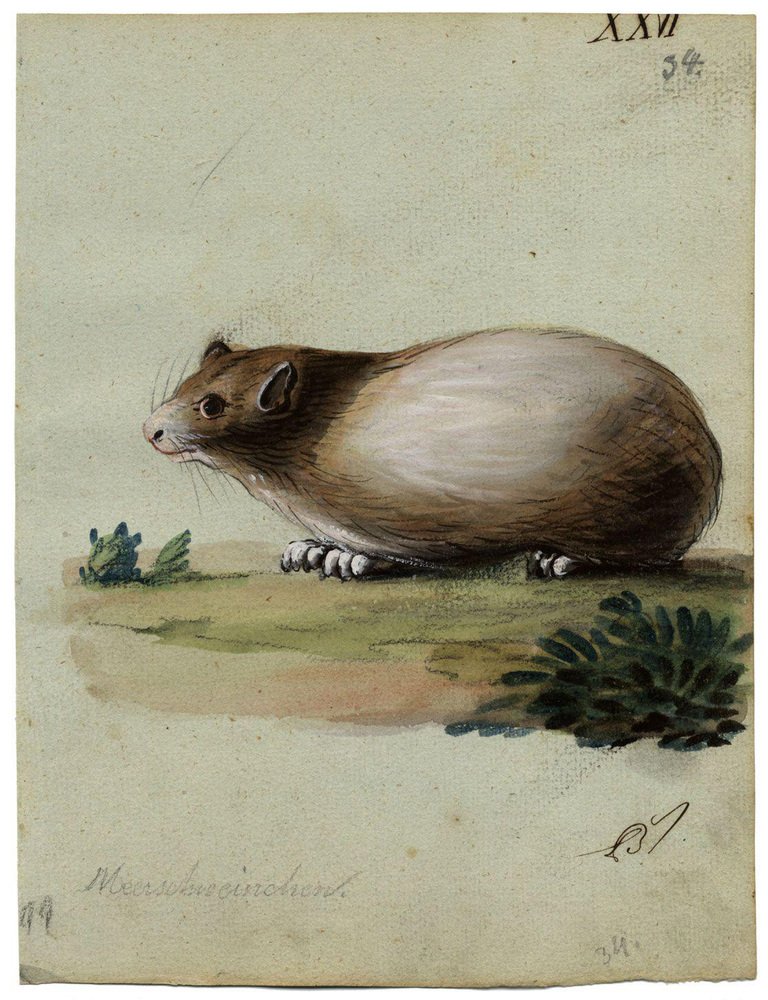Leopold Billek, Meerschweinchen (Meerschweinchen), 1820, Original ...
