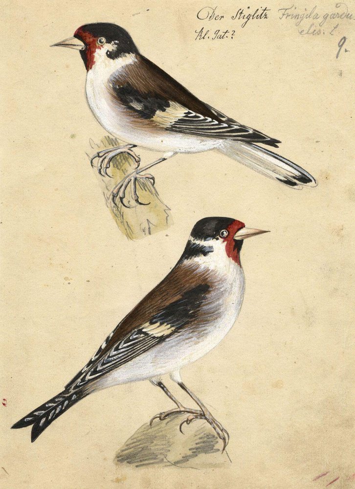 Leopold Billek, Der Stieglitz, Stieglitz Vögel, 1820, Original Gouache ...