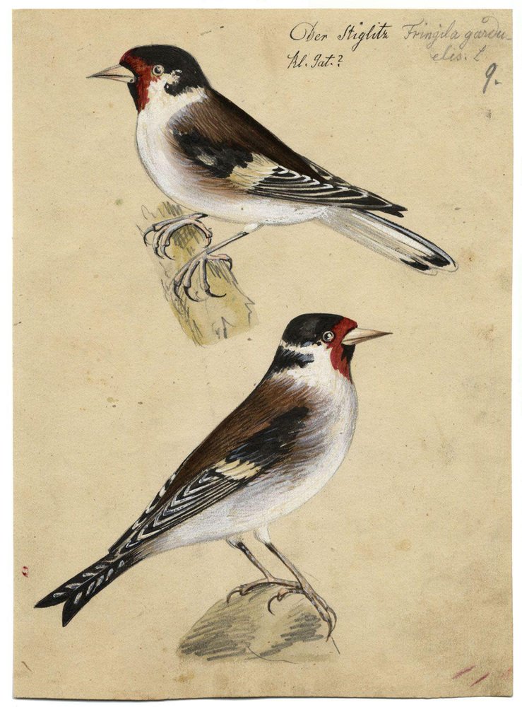 Leopold Billek, Der Stieglitz, Stieglitz Vögel, 1820, Original Gouache ...