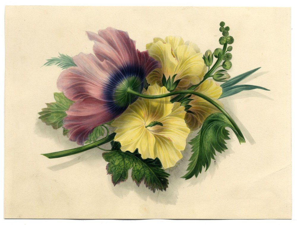 James Holland OWS, Hibiscus & Poppy Flower, 1825, Watercolour for sale ...