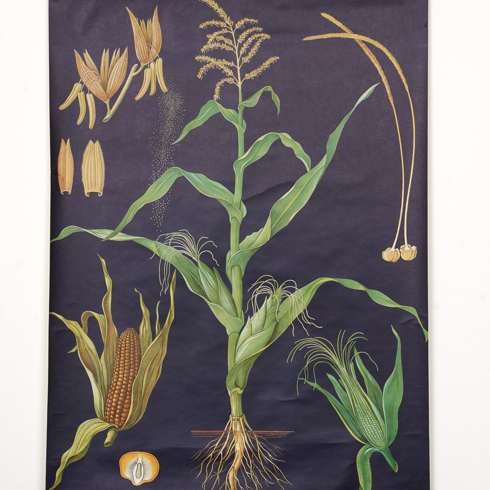 Botanical Corn Wall Chart by Jung, Koch, & Quentell for Hagemann, 1960s ...