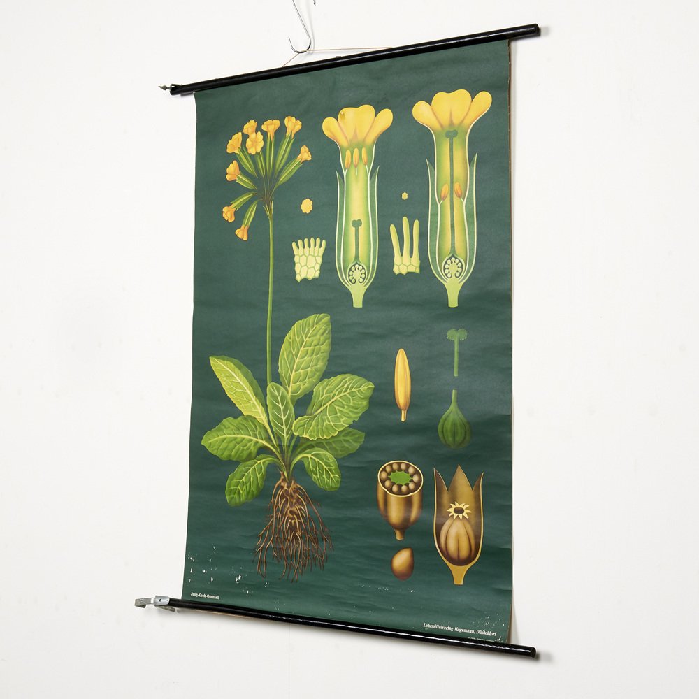 Vintage Botanical Wall Chart by Jung, Koch, & Quentell for Hagemann ...