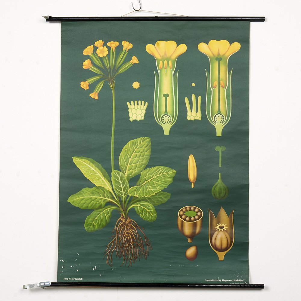 Vintage Botanical Wall Chart by Jung, Koch, & Quentell for Hagemann ...