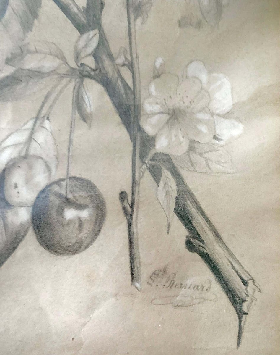 École Française, Cherry Botanic Drawing, Early 20th Century, Paper for ...