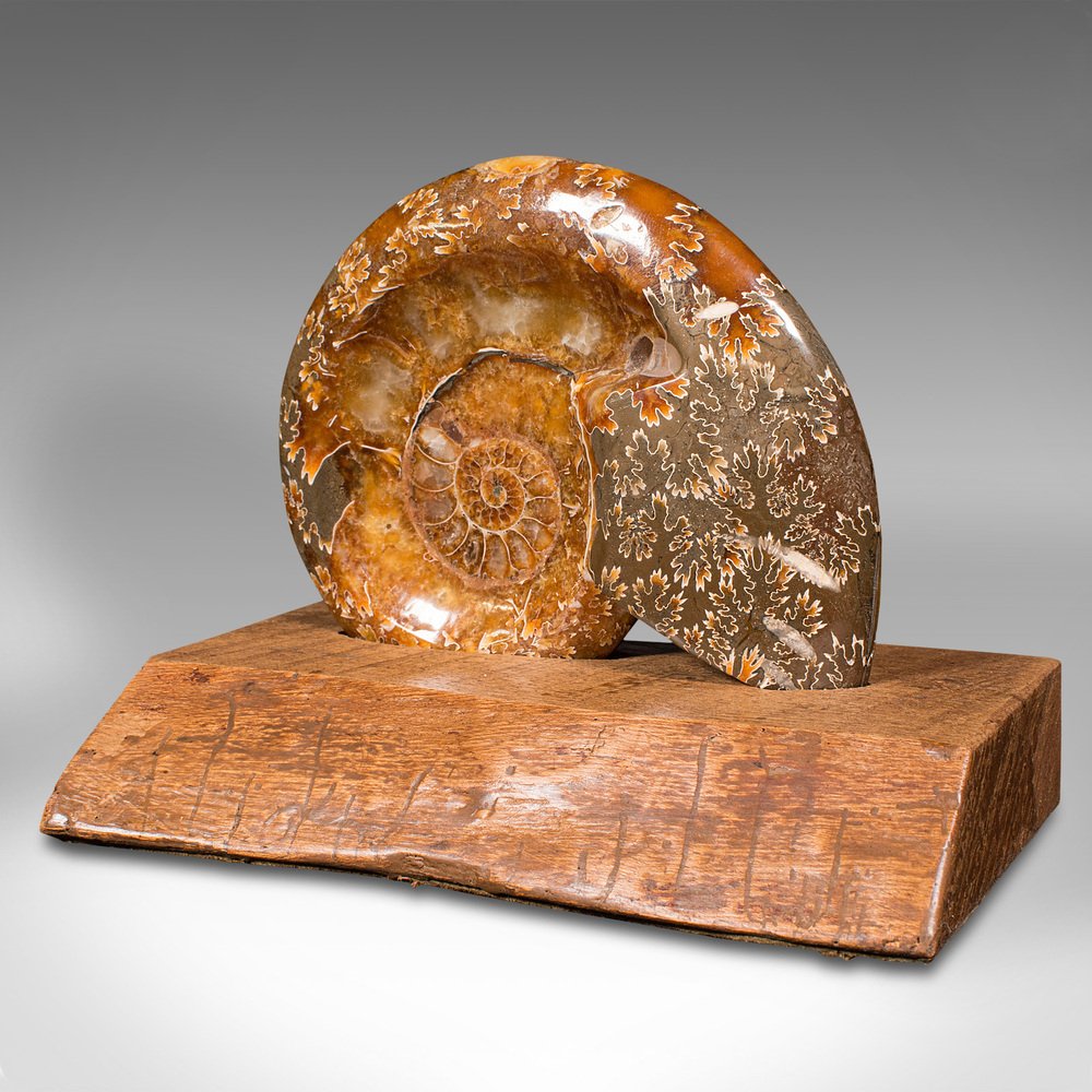 Vintage African Ammonite Opalized Fossil Display, Specimen, 1970s, Set ...