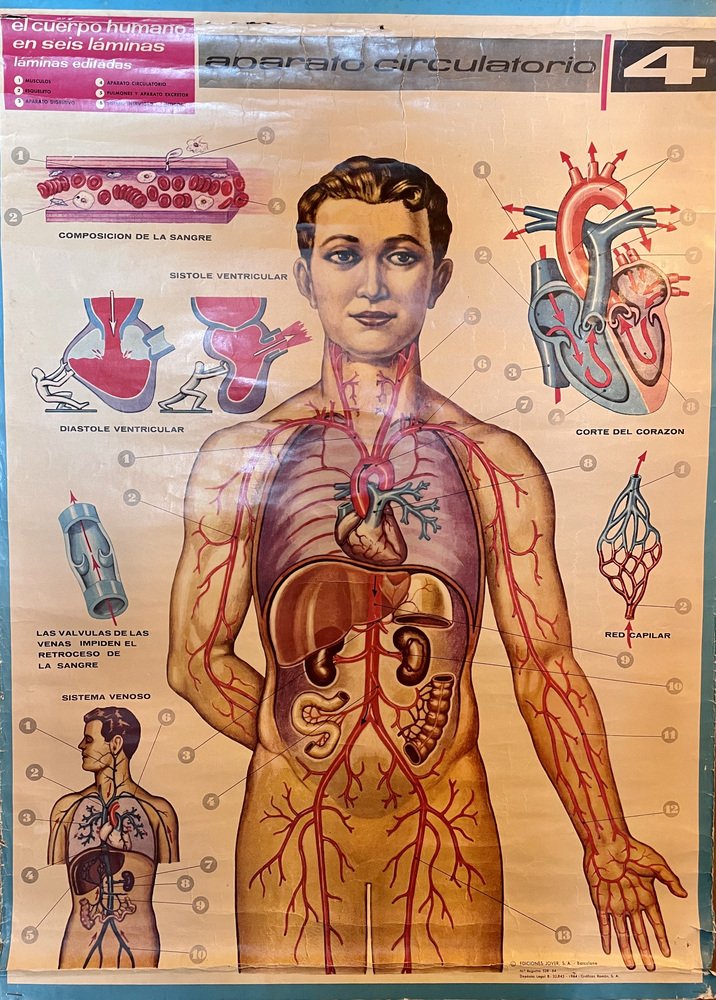 Human Body Circulatory System Poster, 1964 for sale at Pamono