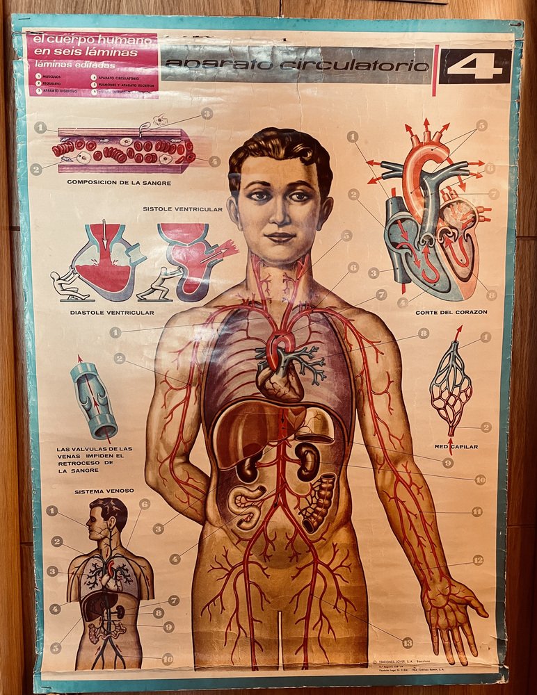 Human Body Circulatory System Poster, 1964 for sale at Pamono