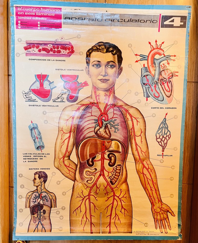 Human Body Circulatory System Poster, 1964 for sale at Pamono