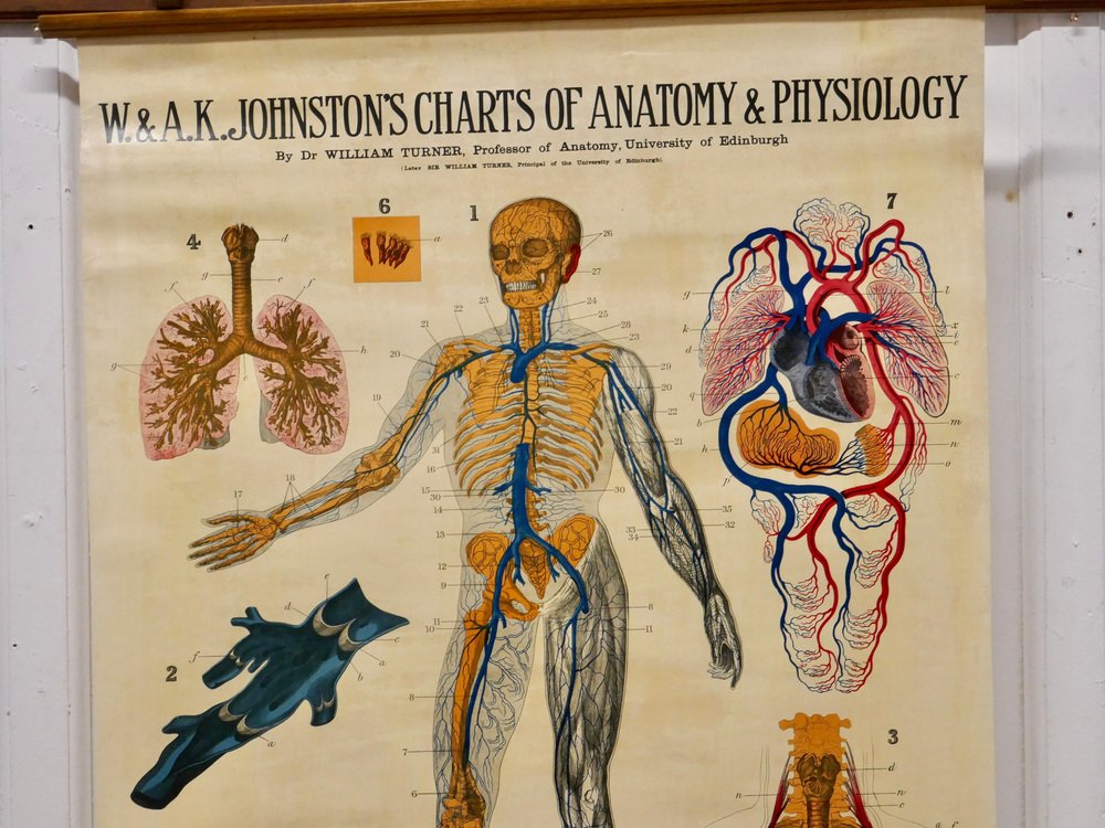 Large University Anatomical Chart Veins and Lungs by Turner, 1920s for ...