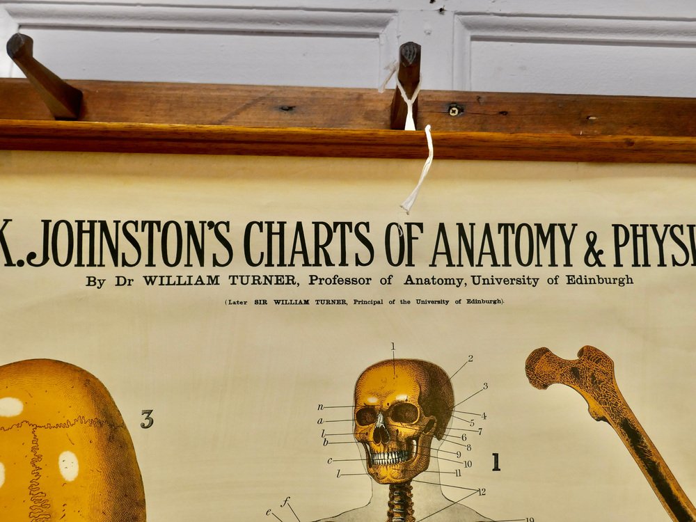 Large University Anatomical Bones Chart by Turner, 1920s for sale at Pamono