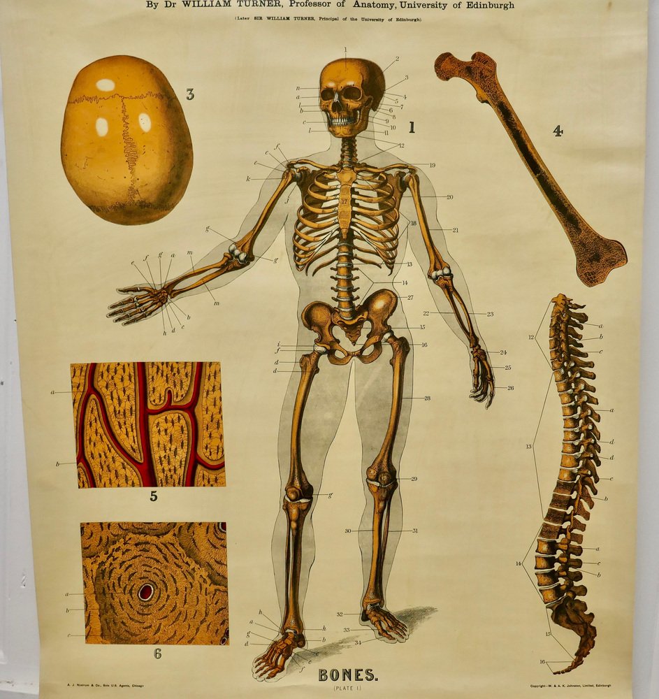 Large University Anatomical Bones Chart by Turner, 1920s for sale at Pamono