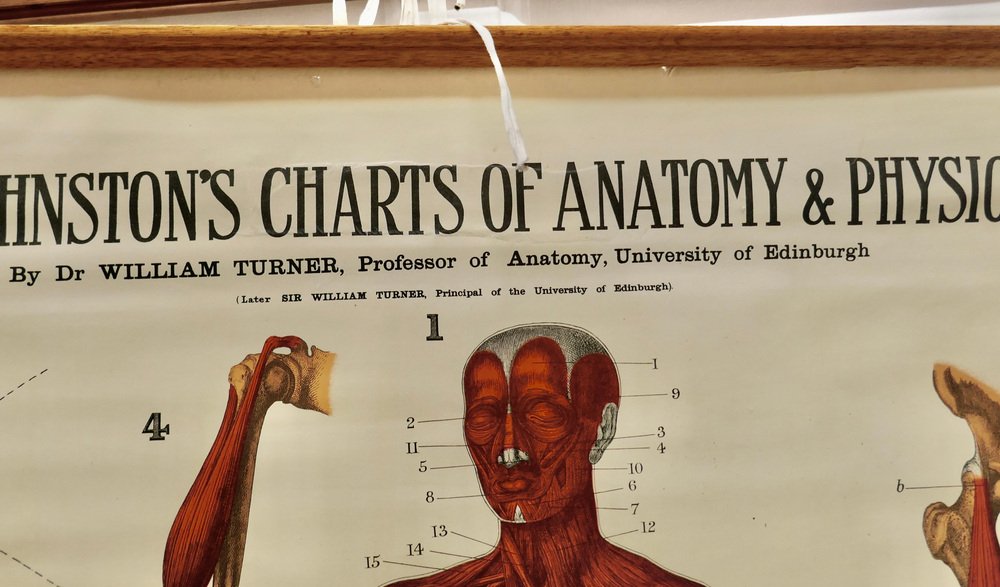 Large University Anatomical Muscles Chart by Turner, 1920s for sale at ...