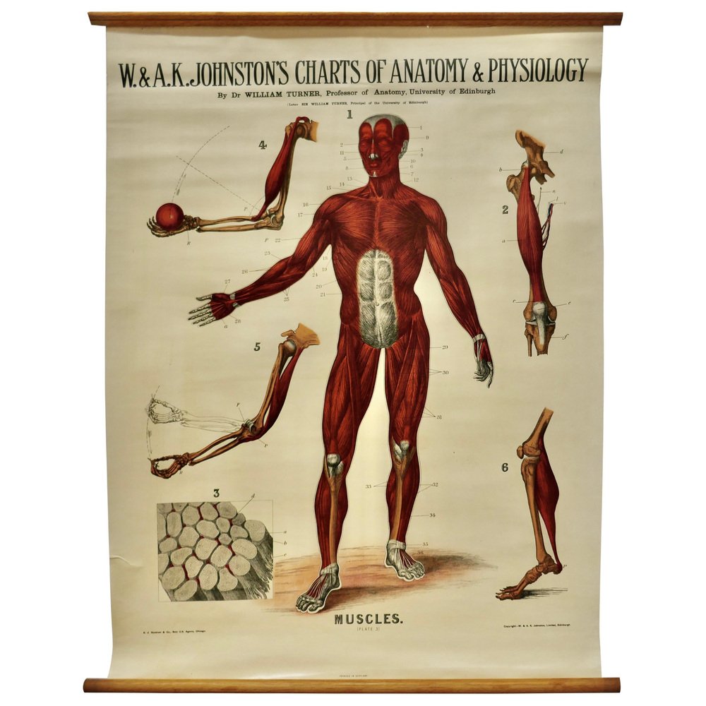 Large University Anatomical Muscles Chart by Turner, 1920s for sale at ...