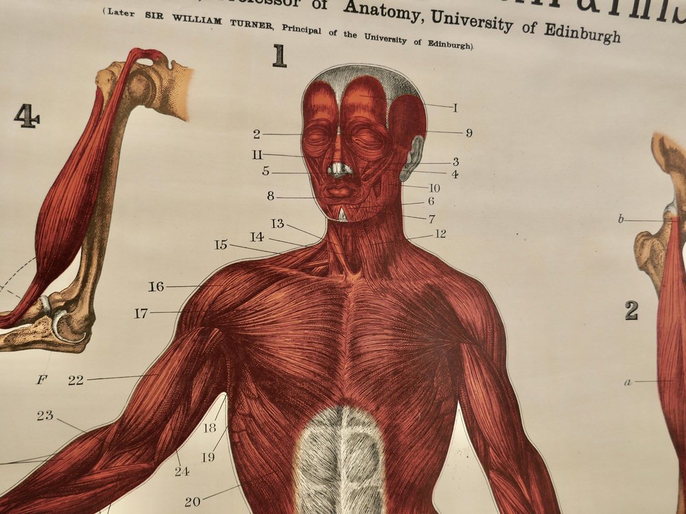 Large University Anatomical Muscles Chart by Turner, 1920s for sale at ...