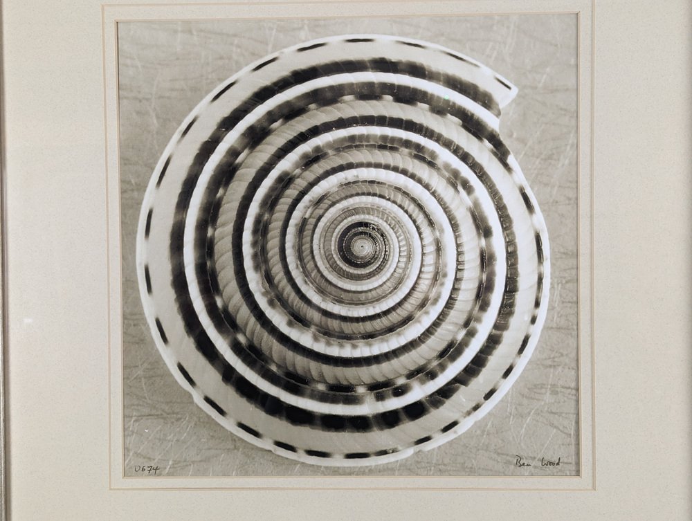Ben Wood, Sundial Shell, 21st Century, Digital Print for sale at Pamono