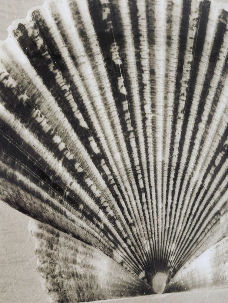 Ben Wood, Scallop Shell, 21st Century, Digital Print for sale at Pamono