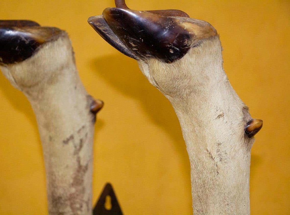 Candlesticks Mounted on Antelope Feet, 1940s, Set of 2 for sale at Pamono