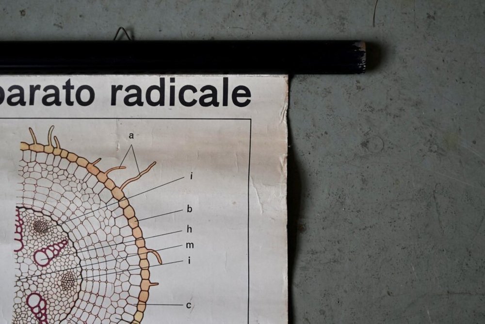 Vintage Biology Poster, 1963 for sale at Pamono