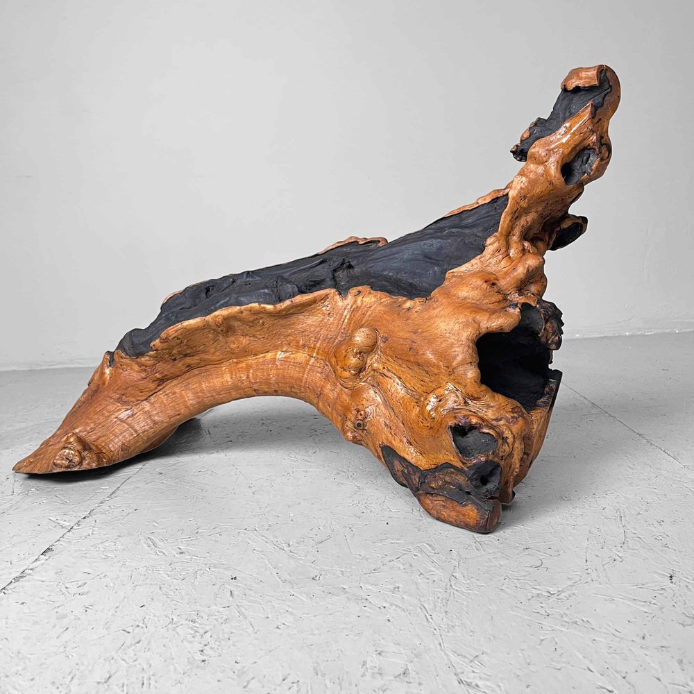 Wood Burl Wood, Japan, 1950s for sale at Pamono