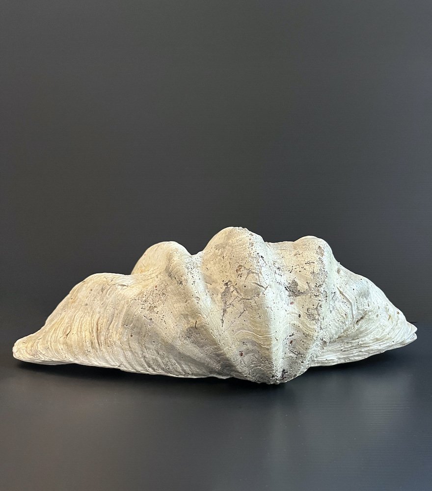 Vintage Resin Giant Shell for sale at Pamono