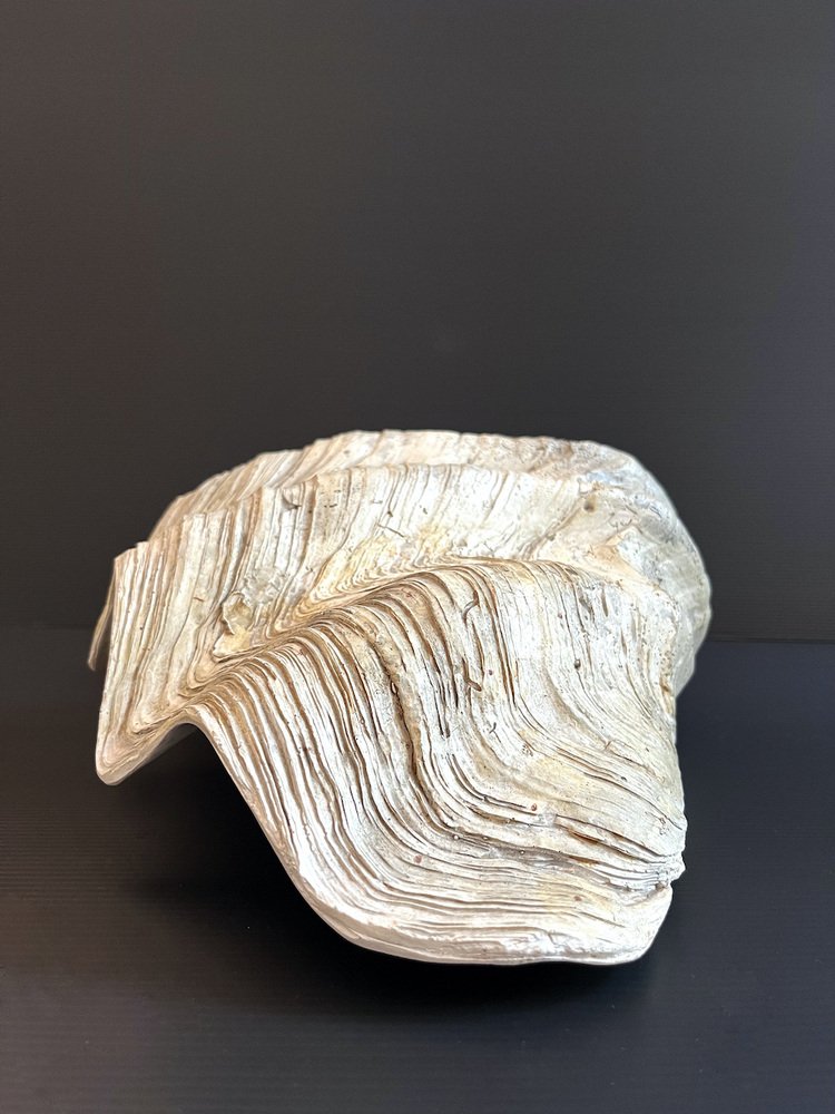 Vintage Resin Giant Shell for sale at Pamono