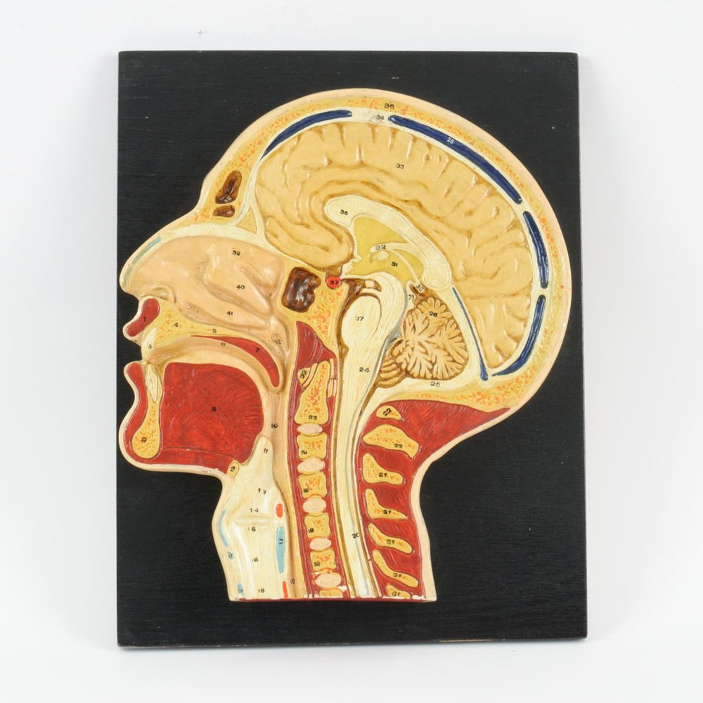 Vintage Human Head Cross Section Anatomy Model, 1950s for sale at Pamono