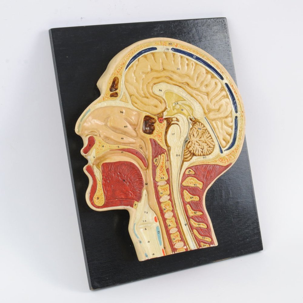 Vintage Human Head Cross Section Anatomy Model, 1950s for sale at Pamono